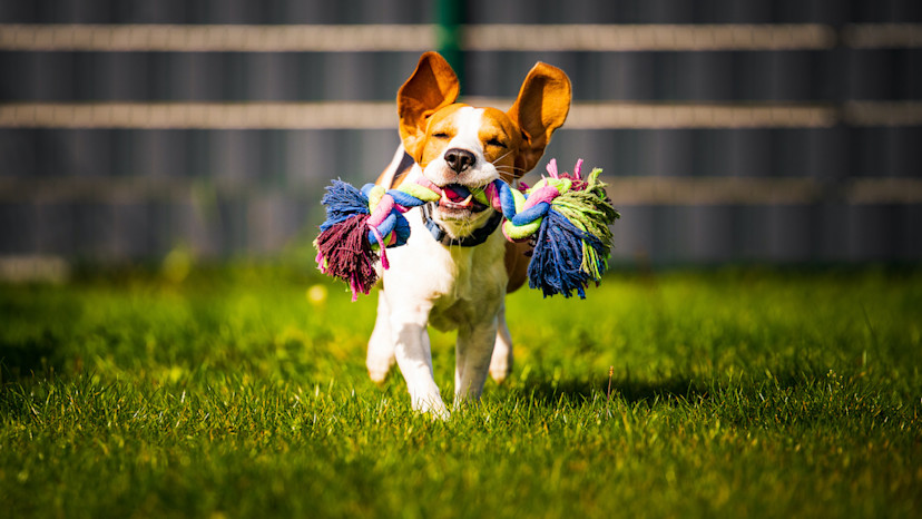 How to Build a Dog Run: 4 Dog Run Design Ideas - 2025 - MasterClass