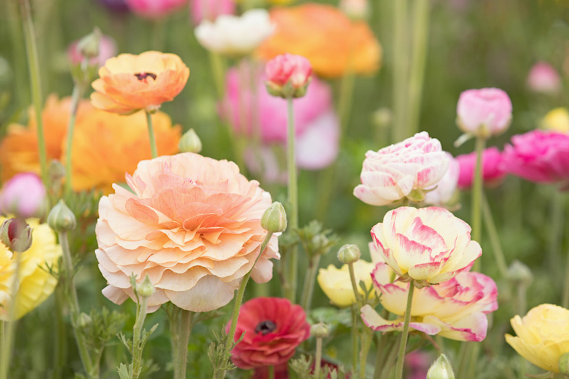 Ranunculus Care Guide: How to Grow Ranunculus - 2025 - MasterClass