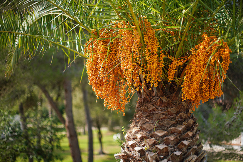 Pindo Palm Guide: How to Grow a Pindo Palm Tree - 2025 - MasterClass