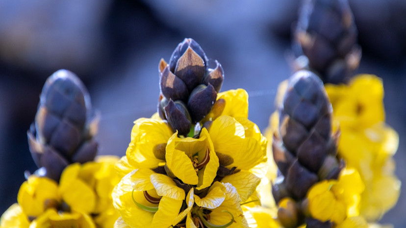 Popcorn Plants: How to Grow and Care for Popcorn Plants - 2026 ...