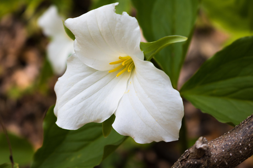 Trillium Plant Care: How to Grow Trillium Plants - 2026 - MasterClass