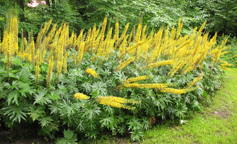 Ligularia Plant Care Guide: How to Grow Ligularia - 2025 - MasterClass