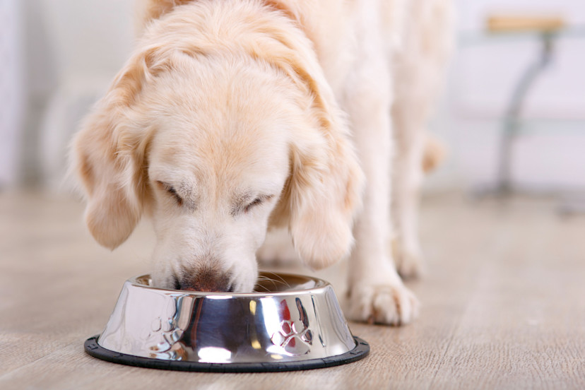 Can Dogs Eat Edamame? Potential Benefits and Health Risks - 2026 ...