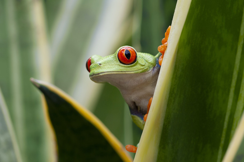 6 Tips for Shooting Close-Up Photography - 2025 - MasterClass