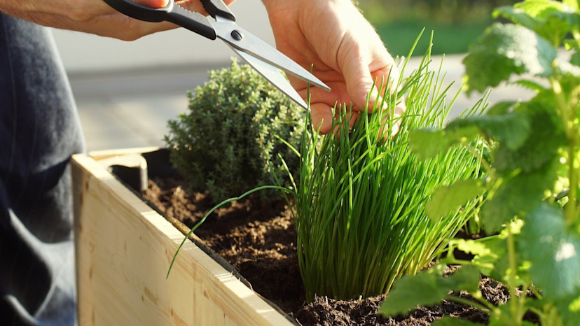Chives Companion Planting Guide: 5 Plants to Grow With Chives - 2026 ...