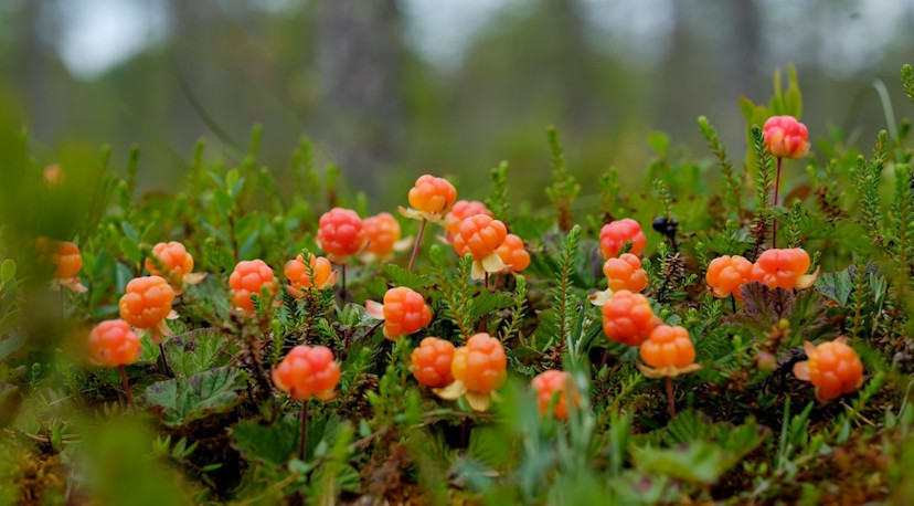 Edible Wild Berries Guide: How to Identify Edible Wild Berries - 2025 ...