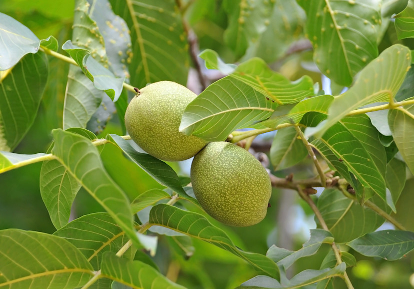 Walnut Trees: How to Grow and Care for Walnut Trees - 2025 - MasterClass