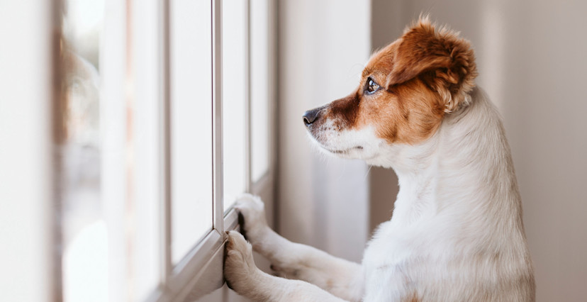 Dominant Dog Behavior: 5 Signs of a Dominant Dog - 2026 - MasterClass