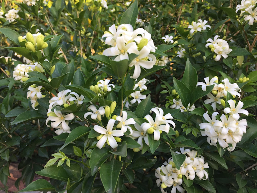 How to Grow and Care for Orange Jasmine in Your Garden - 2026 - MasterClass