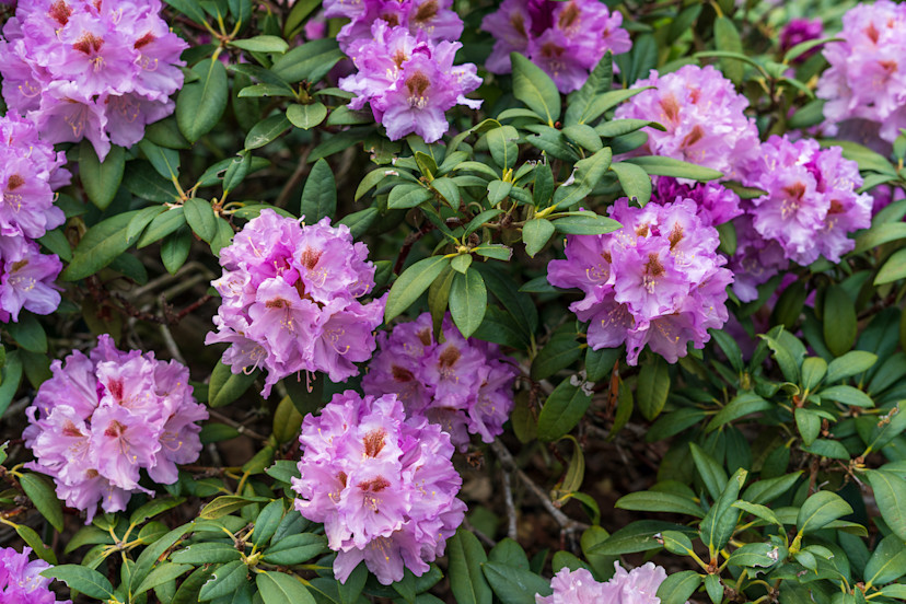 Dwarf Azaleas Grow Guide: How to Grow Dwarf Azaleas - 2025 - MasterClass