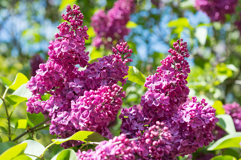 How to Care for a Lilac Bush in Your Home Garden - 2025 - MasterClass