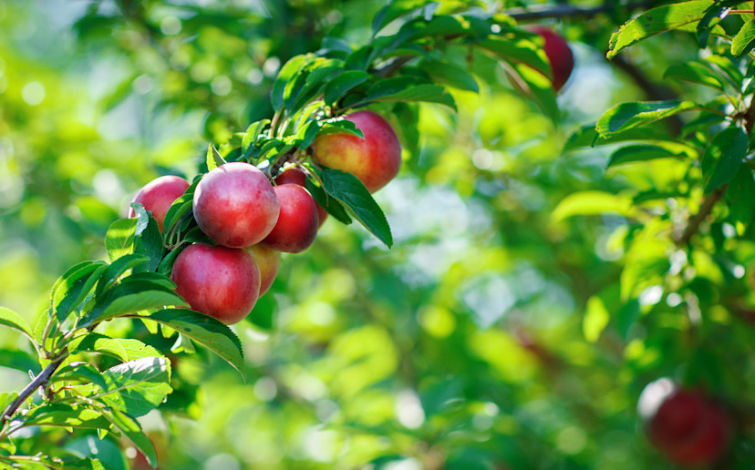 How to Grow a Nectarine Tree in Your Garden - 2025 - MasterClass