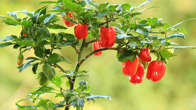Habanero Plant: 8 Steps to Growing Habanero Peppers - 2025 - MasterClass