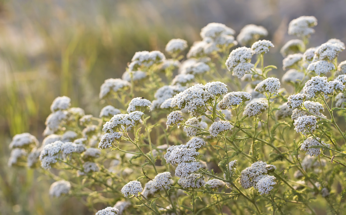 How to Grow Yarrow Plant: 5 Tips for Growing Yarrow - 2022 - MasterClass