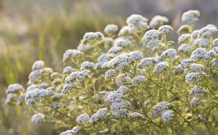 How to Grow Yarrow Plant: 5 Tips for Growing Yarrow - 2025 - MasterClass