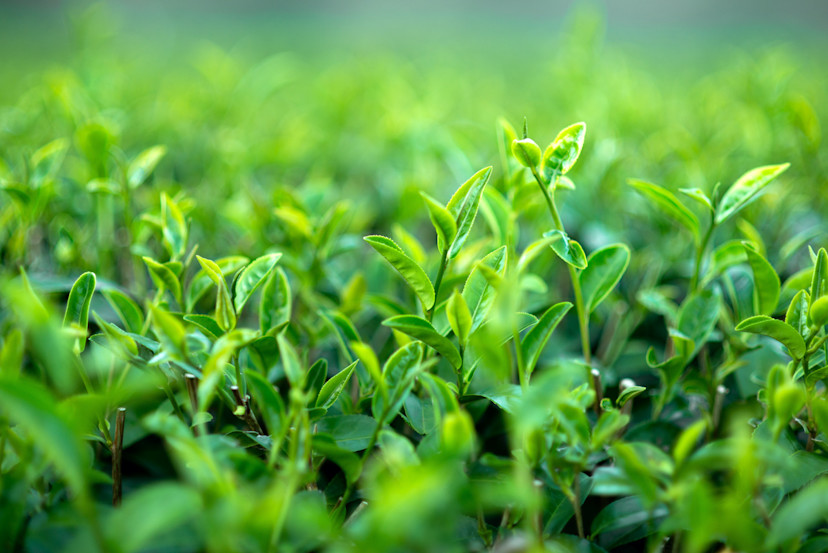 Growing Tea: 7 Tips for Growing Tea Plants at Home - 2025 - MasterClass