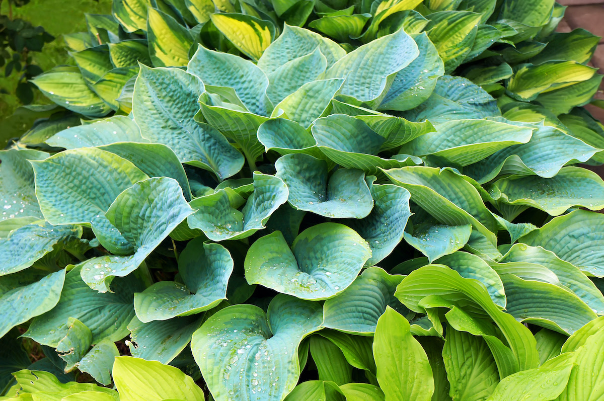 Hosta Plants: A Guide to Growing and Caring for Hostas - 2022 - MasterClass