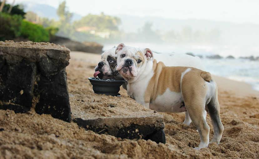 Can Dogs Drink Salt Water? 3 Tips to Curb Salt Water Drinking - 2026 ...