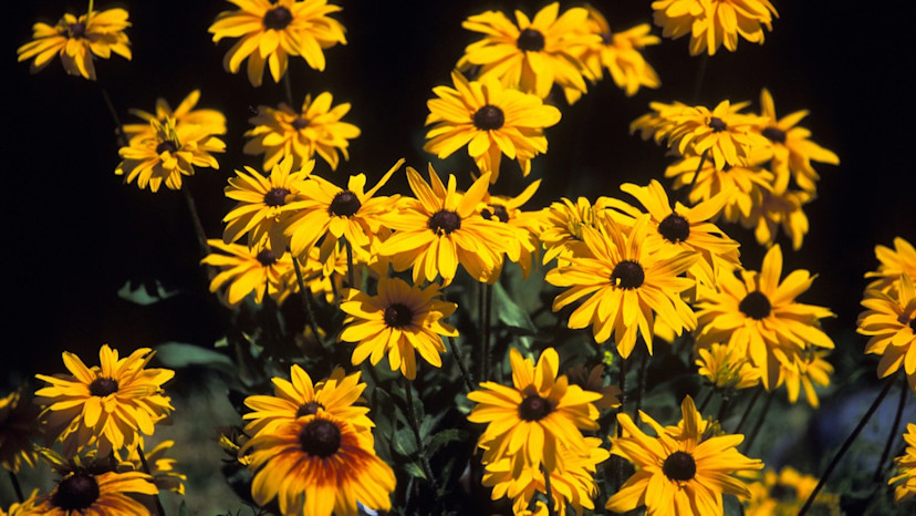 Guide to Biennial Plants: How to Grow Biennials in Your Garden - 2025 ...