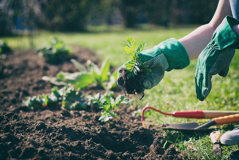 How to Start an Organic Garden - 2025 - MasterClass