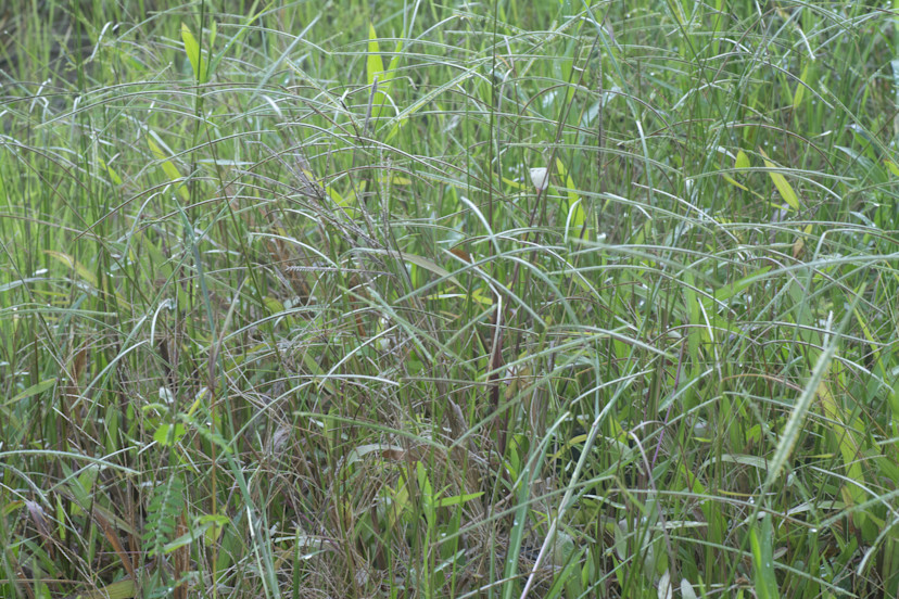 How to Get Rid of Dallisgrass: 3 Ways to Identify Dallisgrass - 2026 ...