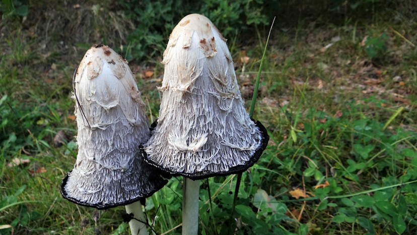 Inky Cap Mushroom Foraging: How to Eat Ink Cap Mushrooms - 2025 ...
