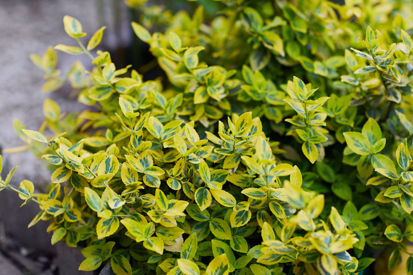 Wintercreeper Care Tips: 4 Types of Euonymus Plants - 2026 - MasterClass