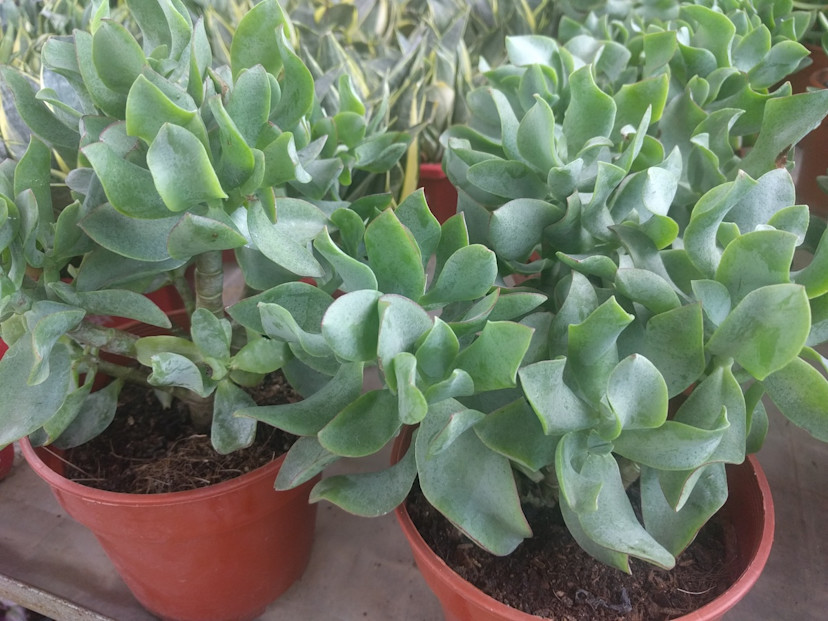 Ripple Jade Grow Guide: How to Grow Ripple Jade - 2026 - MasterClass