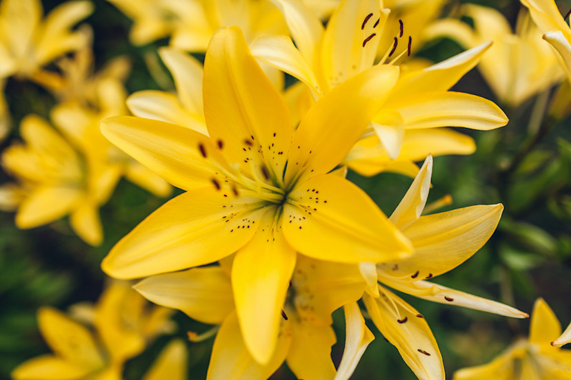 5 Popular Types of Lilies to Plant in Your Garden - 2025 - MasterClass