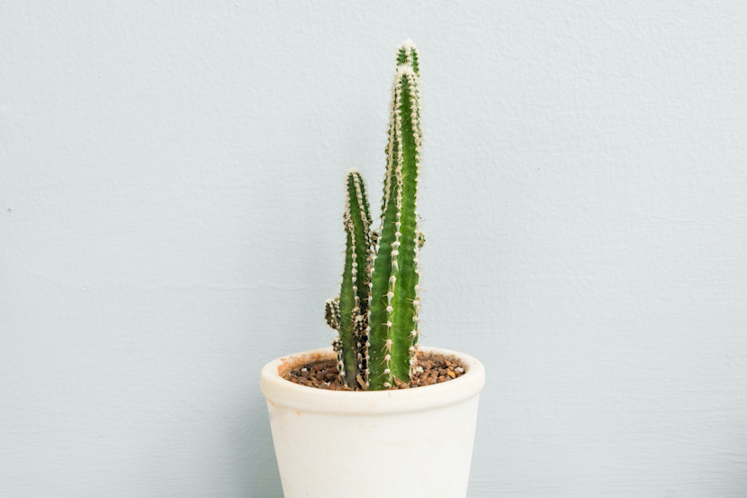How to Grow and Care for Fairy Castle Cactus - 2026 - MasterClass