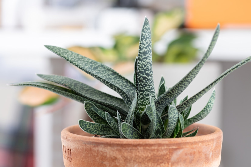 Gasteria Plant Guide: How to Propagate Gasteria - 2025 - MasterClass