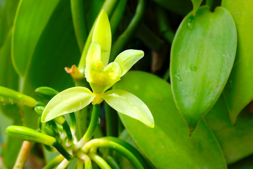 How to Grow and Harvest a Vanilla Orchid - 2026 - MasterClass