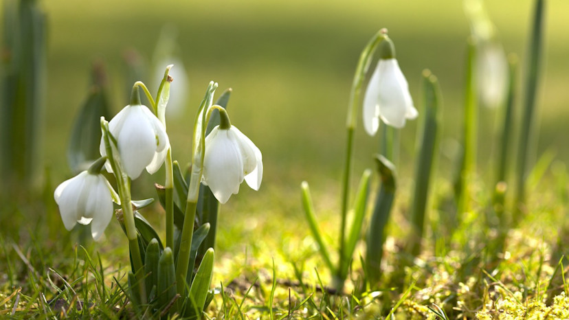 Snowdrop Flower Care Guide: How to Grow Snowdrop Plants - 2025 ...