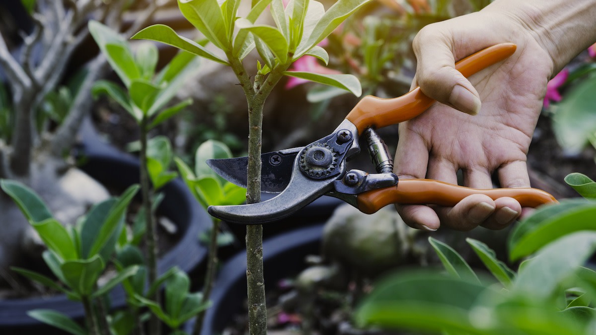Pruning Guide: How to Prune Your Plants and Trees - 2022 - MasterClass