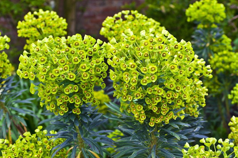 Euphorbia Plant Guide: How to Grow and Care for Euphorbia - 2025 ...