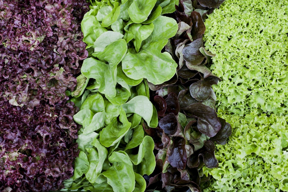Lettuce Types: 6 Different Varieties of Lettuce - 2022 - MasterClass