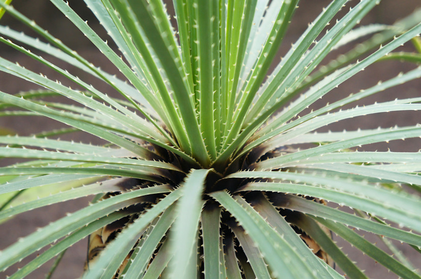 Sotol Plant Guide: How to Grow and Care for a Sotol Plant - 2025 ...