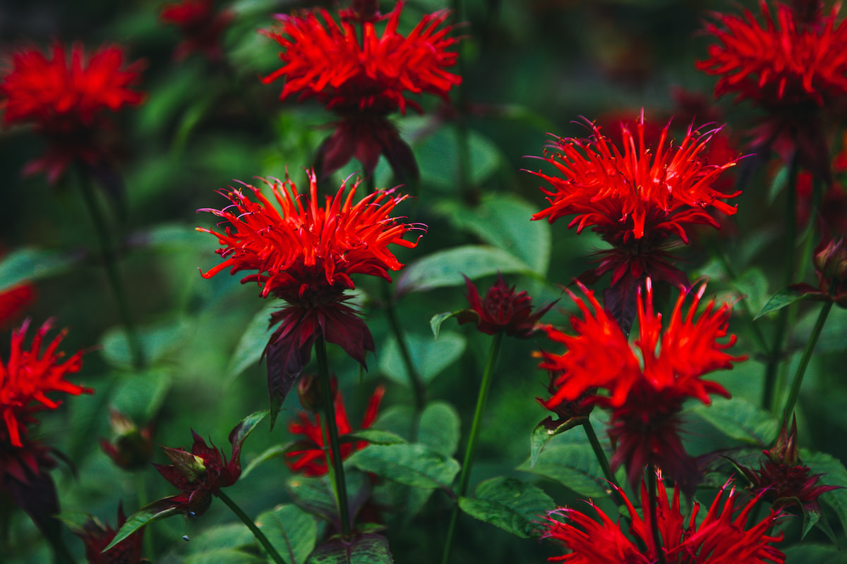 Bee Balm Care Guide: How to Grow Bee Balm in Your Garden - 2022 ...