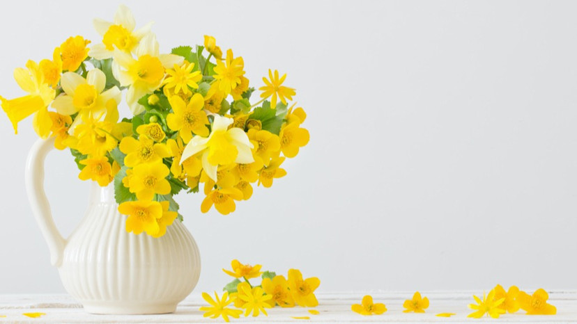 12 Yellow Spring Flowers to Plant in Your Garden - 2025 - MasterClass