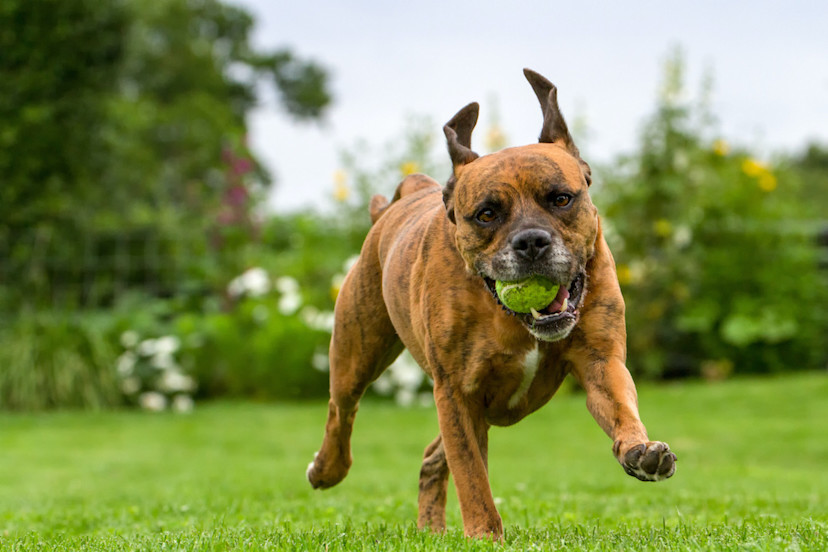 How to Train a Hyper Dog: 11 Training Tips - 2025 - MasterClass