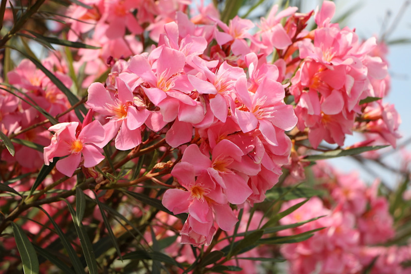 How to Plant Oleander: 5 Common Oleander Varieties - 2025 - MasterClass