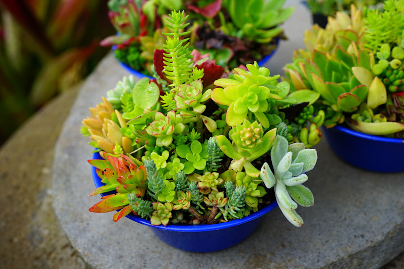 5 Dish Garden Plants: How to Create a Dish Garden - 2025 - MasterClass