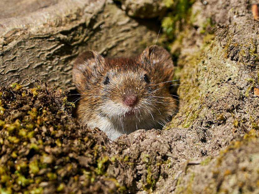 How to Get Rid of Voles: 4 Methods of Vole Control - 2025 - MasterClass