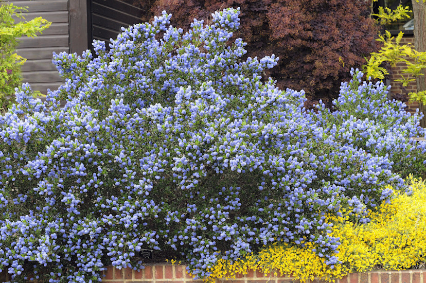 How to Grow and Care for California Lilac - 2026 - MasterClass