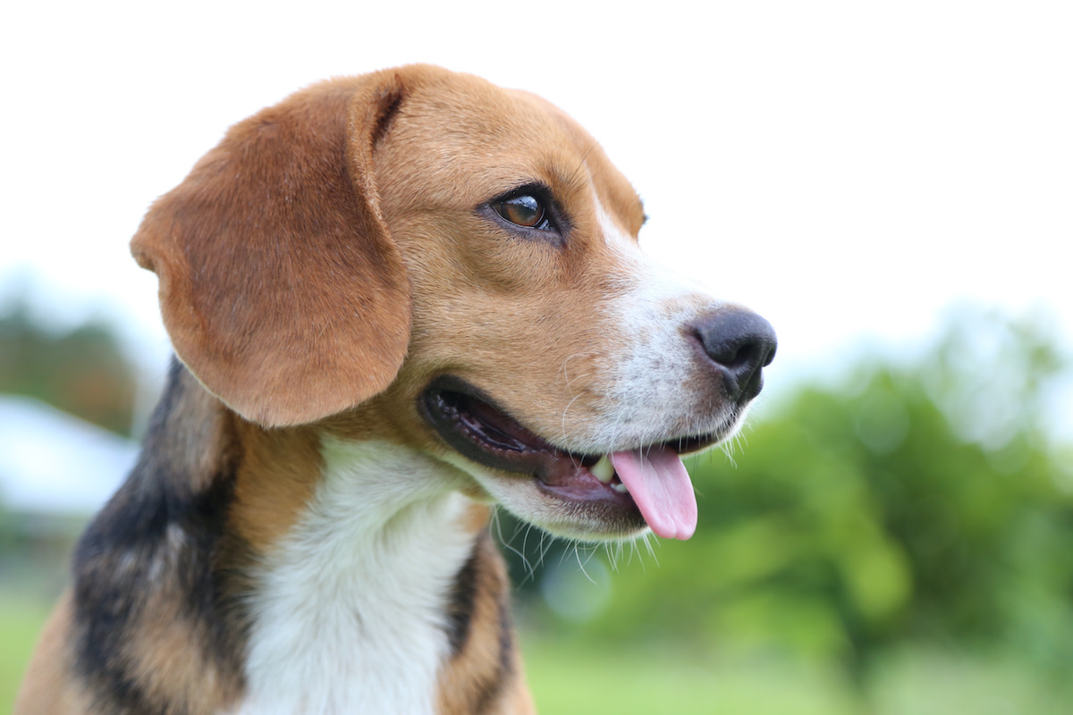 Types of Beagles: Guide to Purebred and Beagle Mixes - 2022 - MasterClass