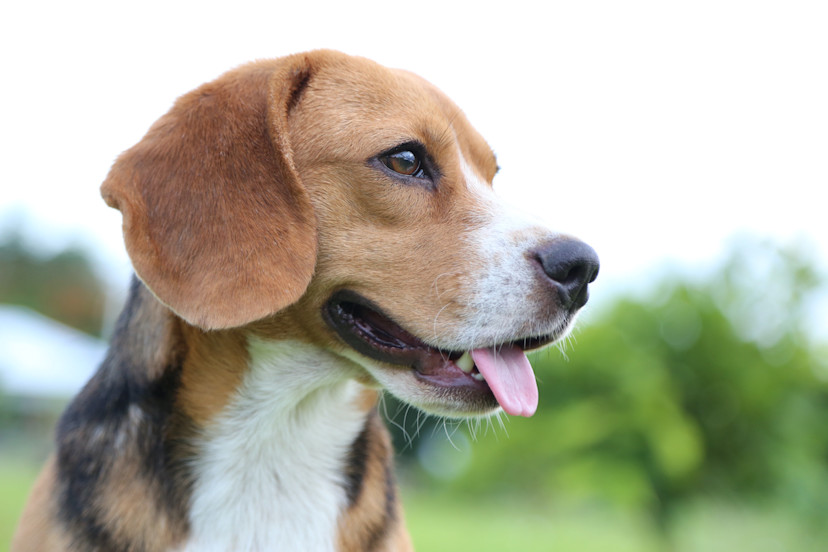 Types of Beagles: Guide to Purebred and Beagle Mixes - 2025 - MasterClass