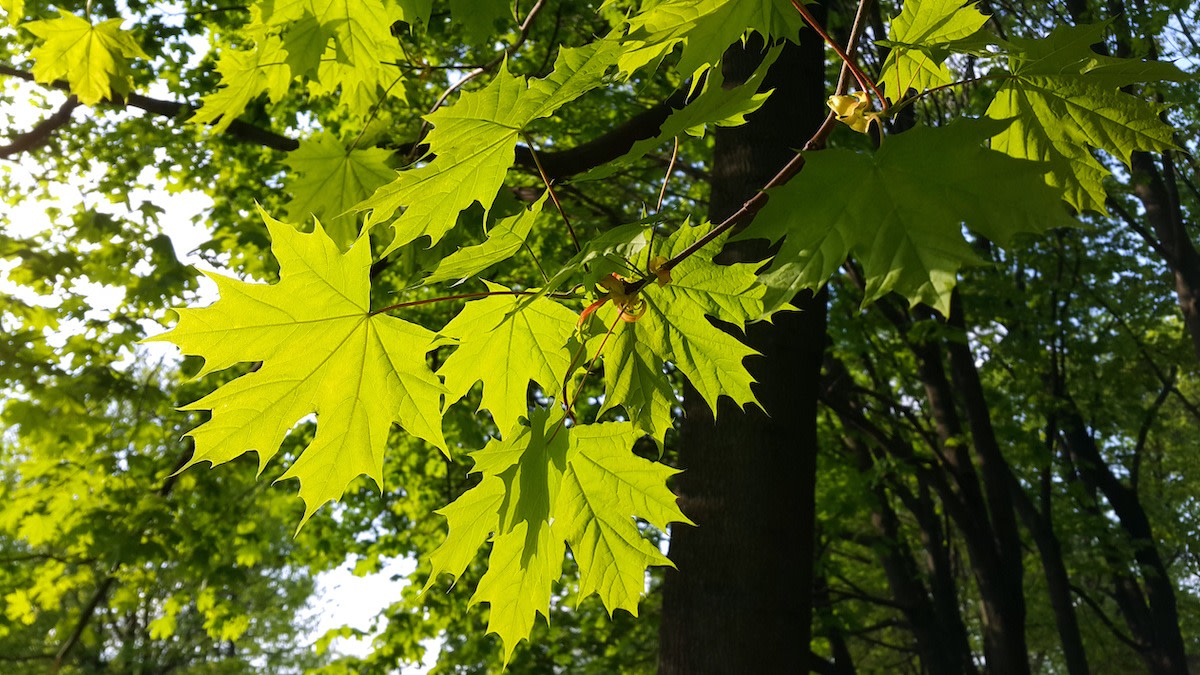 Types of Maple Trees: Common Maples of North America - 2022 - MasterClass