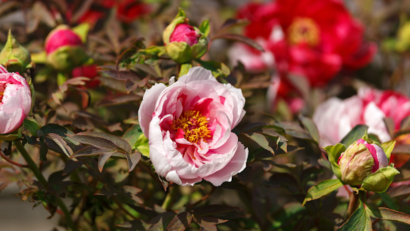 Itoh Peony Care Tips: How to Grow and Care for Itoh Peonies - 2026 ...