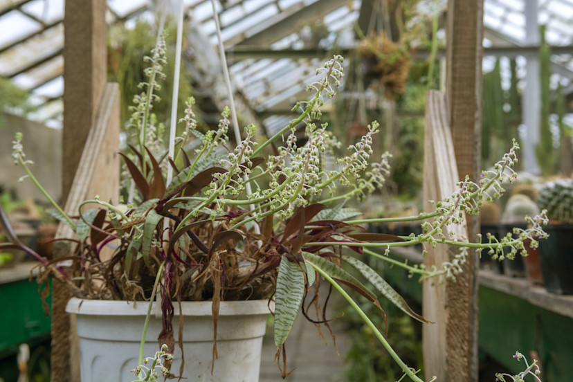 How to Propagate Silver Squill: Care Tips for Silver Squill - 2025 ...