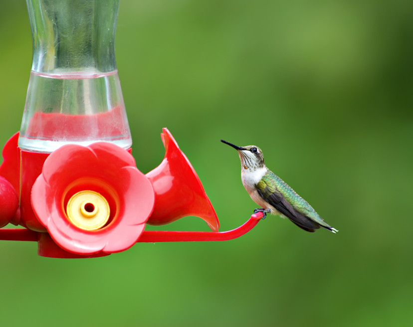 How to Make Simple Hummingbird Nectar - 2025 - MasterClass